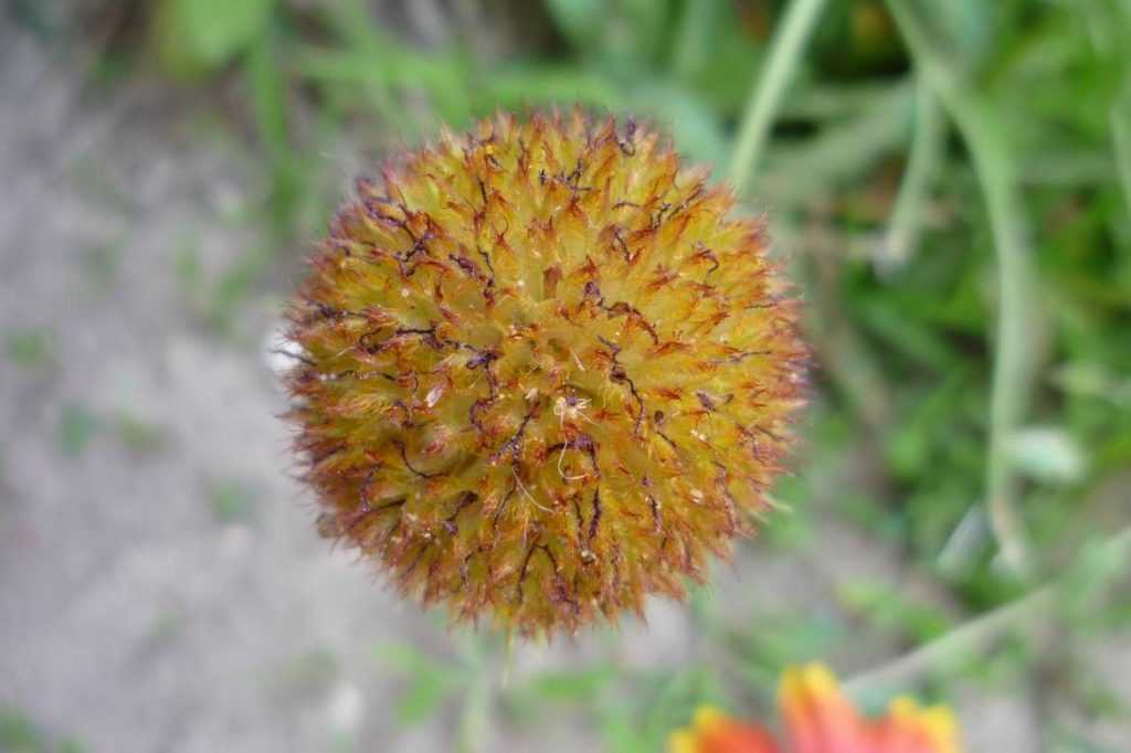 Gaillarde : plantation, semis, entretien - Promesse de Fleurs