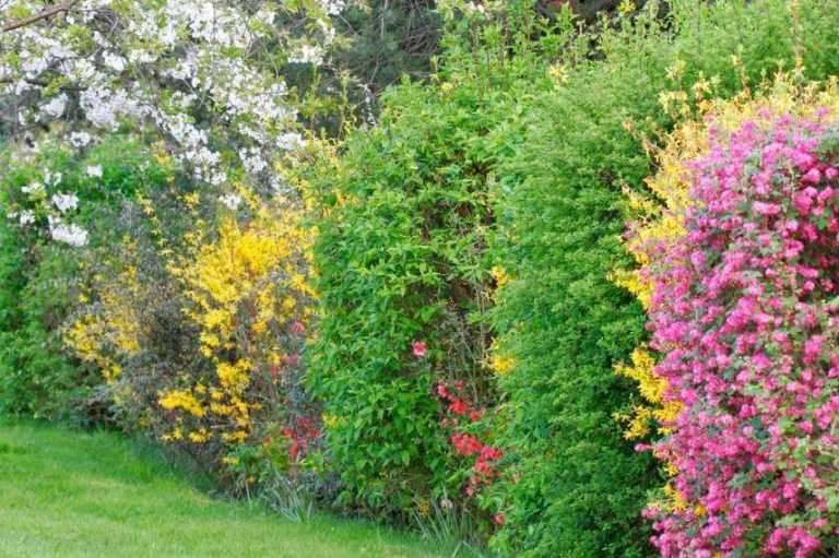 Comment planter une haie ? Explications et conseils - Promesse de Fleurs