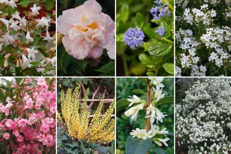 Haies persistantes, des arbustes pour tous les styles de jardin ...