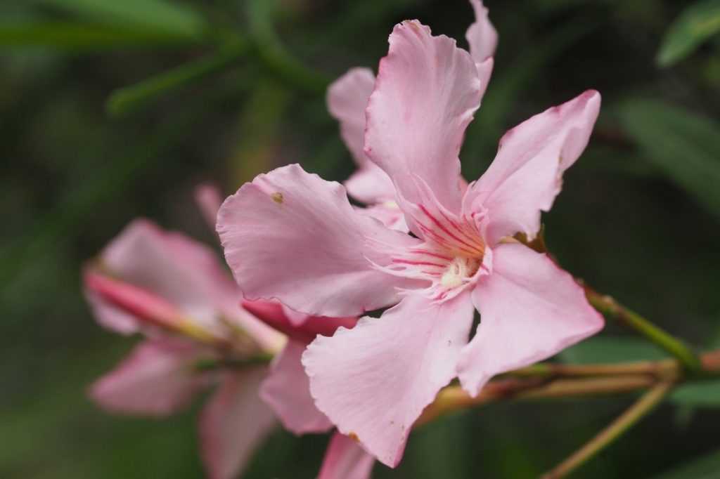 Laurier rose, nerium oleander : plantation, culture, entretien - Conseils
