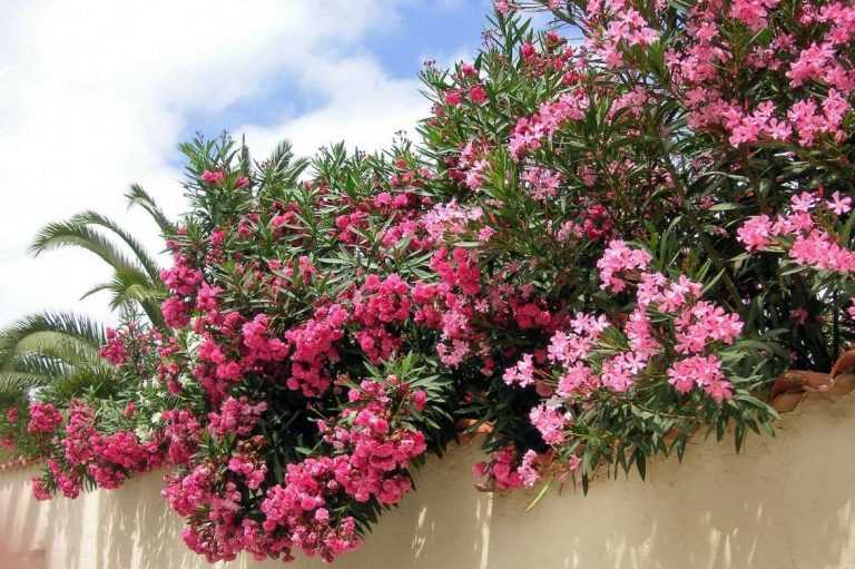 Laurier rose, nerium oleander : plantation, culture, entretien - Conseils
