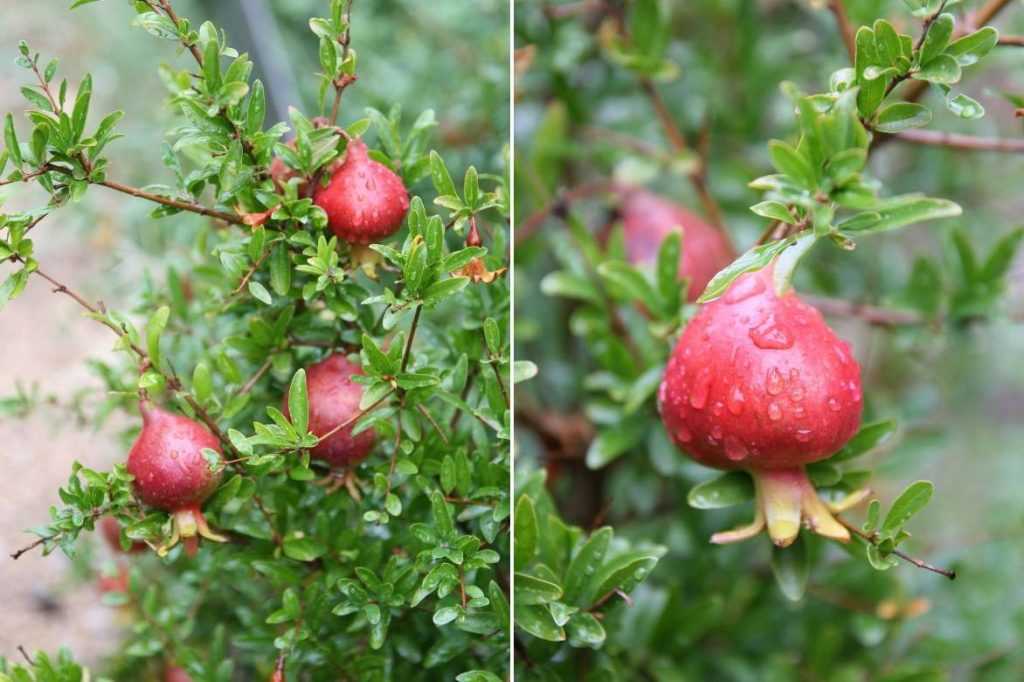 Grenadier à fleurs : planter, tailler et entretenir - Promesse de Fleurs