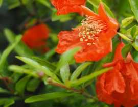 Grenadier à fleurs - Conseils jardinage