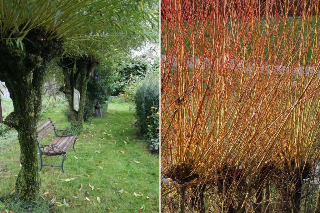 Saule, Salix : planter, tailler et entretenir - Promesse de Fleurs