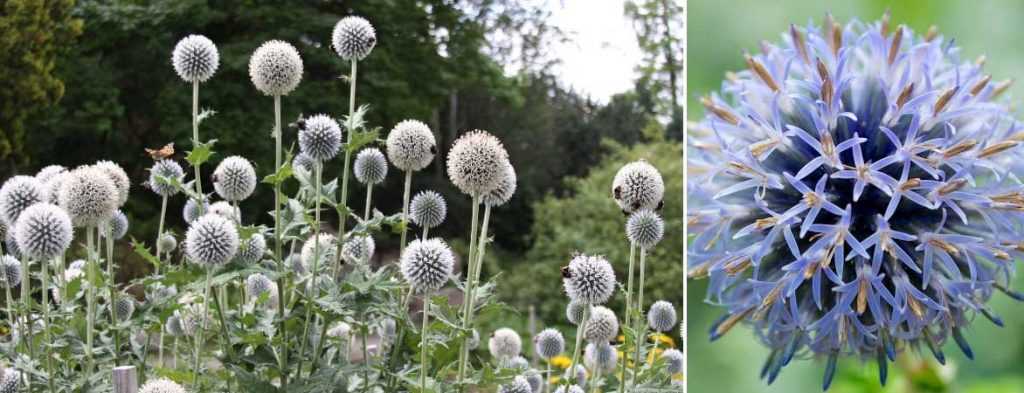 Echinops : planter, cultiver et entretenir - Promesse de Fleurs