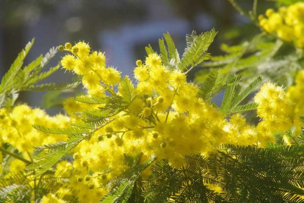 Mimosa : planter, tailler et entretenir - Promesse de Fleurs