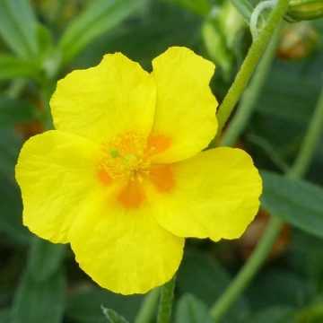 Helianthemum Hartswood Ruby - Hélianthème rouge framboise et rubis