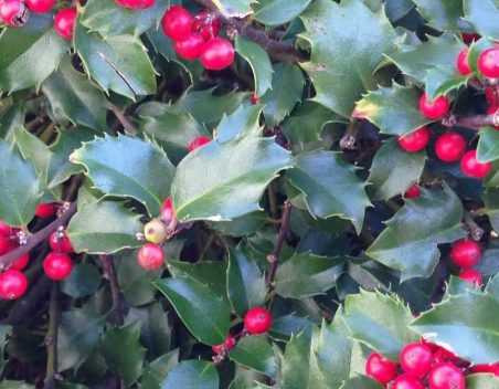 Houx : planter, tailler et entretenir - Blog Promesse de fleurs