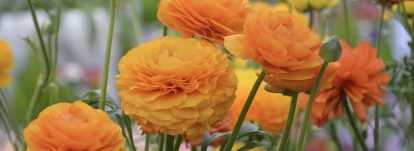 Ranunculus Picotée Café au lait - Renoncule des jardins à fleurs ...