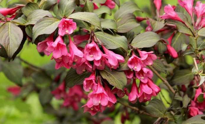 Weigela florida Alexandra - Weigélia pourpre à floraison rose carmin