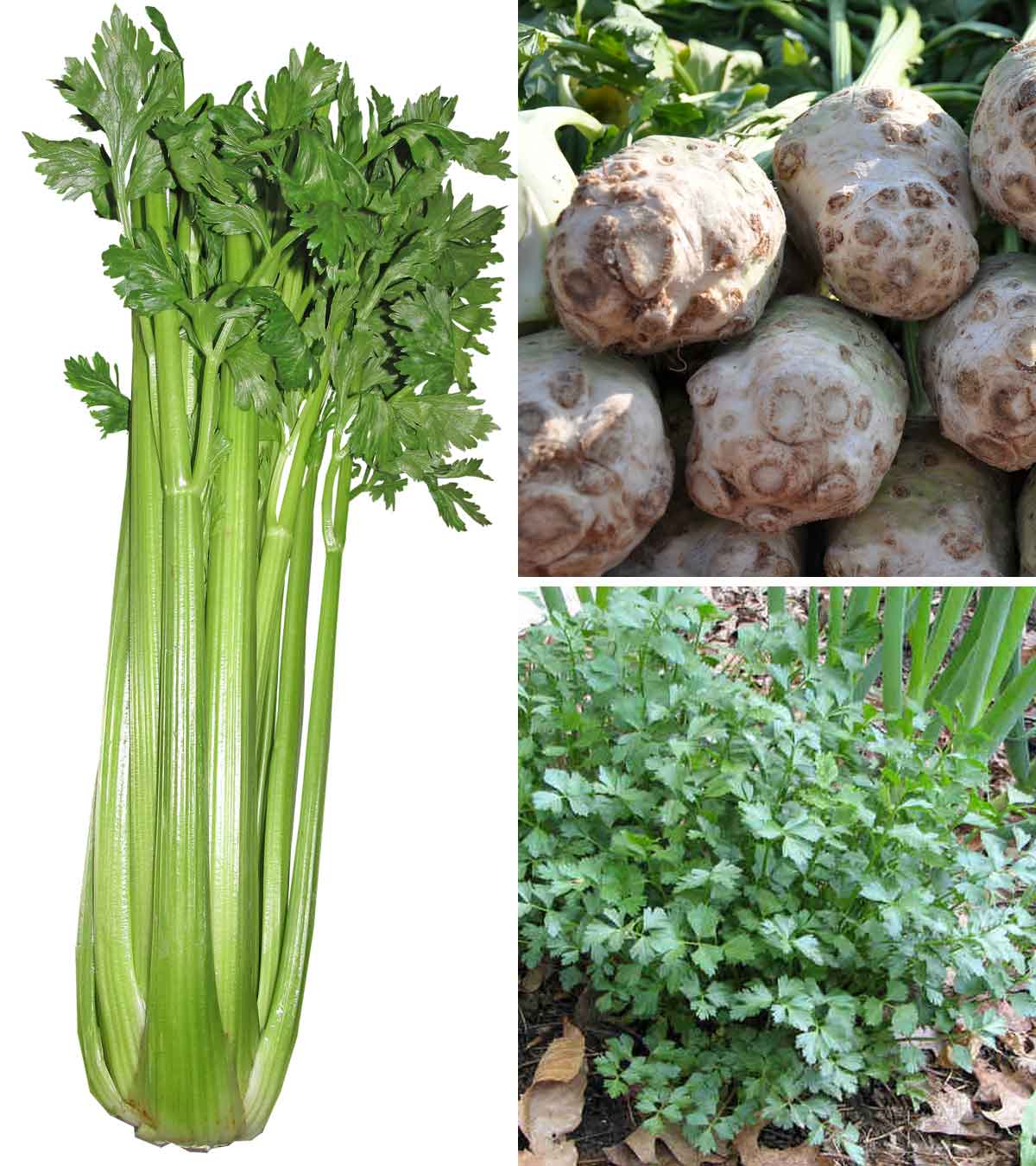 Céleri-rave, céleri branche : semer, planter, cultiver, récolter au ...