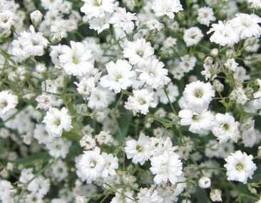 Gypsophile : plantation et entretien - Blog Promesse de fleurs