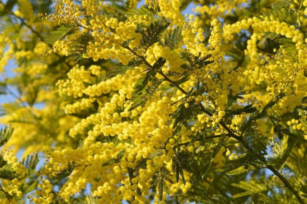 Mimosa : planter, tailler et entretenir - Promesse de Fleurs