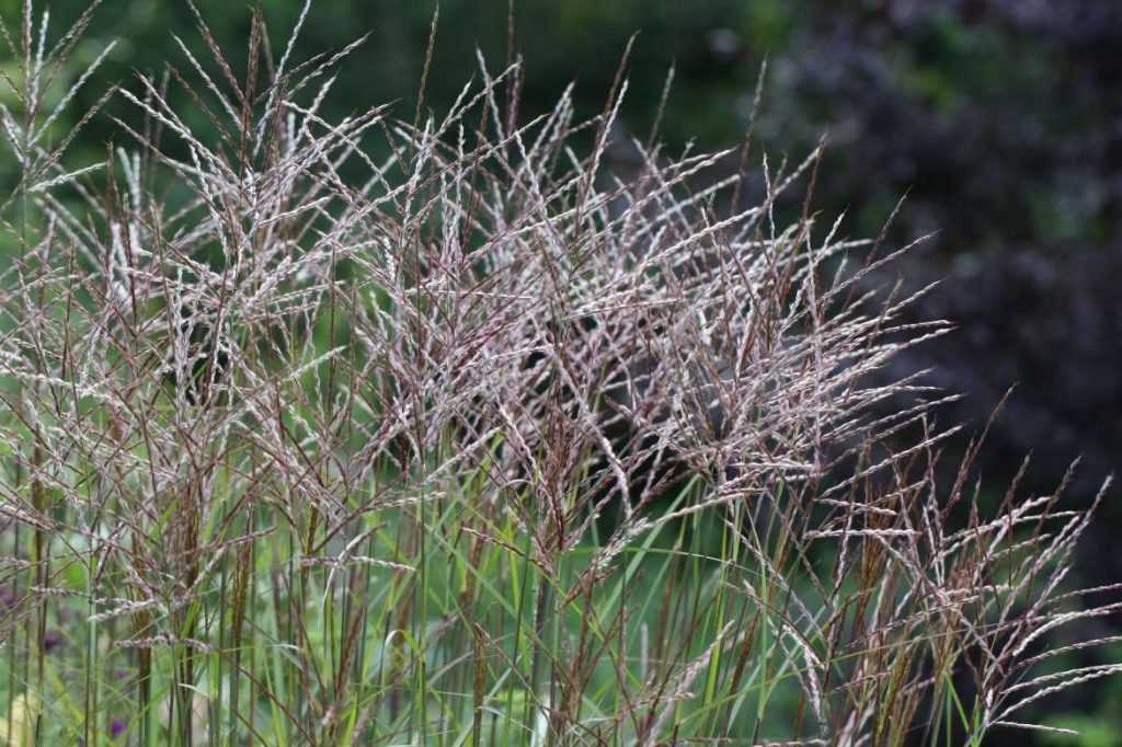 Miscanthus, herbe à éléphant : planter, cultiver et entretenir