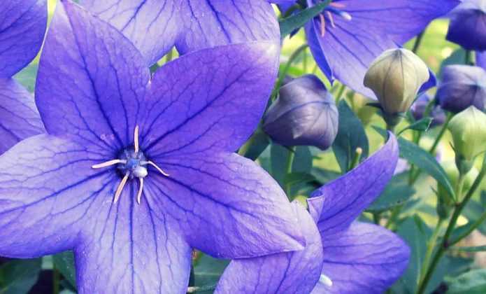 Platycodon grandiflorus Mariesii - Campanule à grandes fleurs bleues