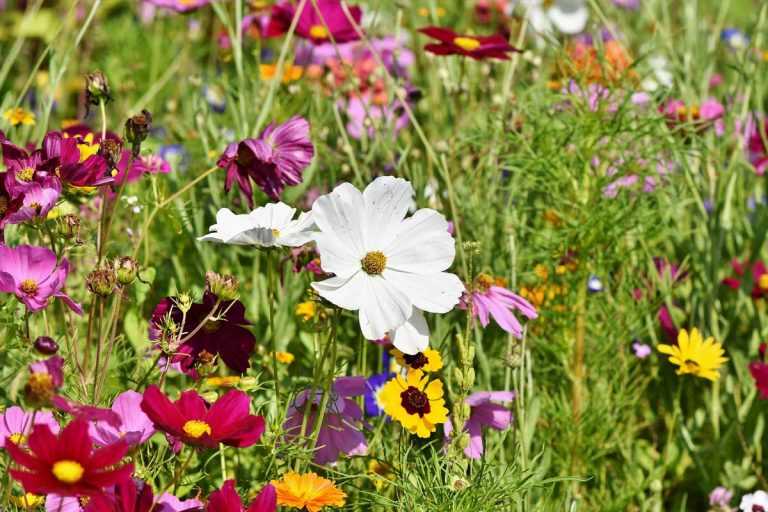 Semer une prairie fleurie : pourquoi, comment ? - Promesse de Fleurs