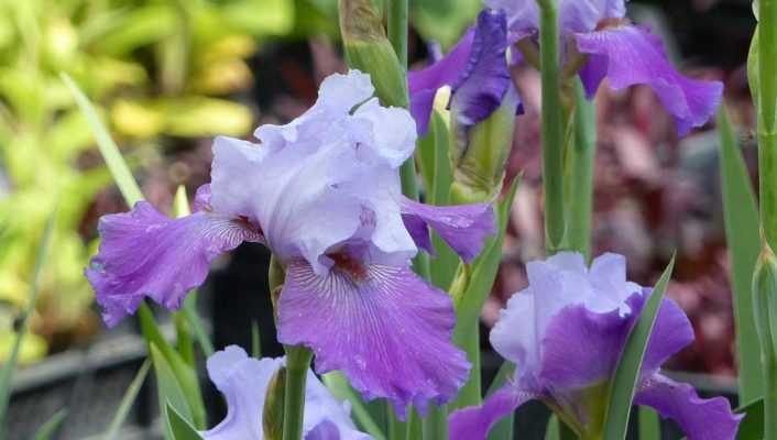 Iris des jardins, iris barbus : plantation, entretien - Promesse de Fleurs