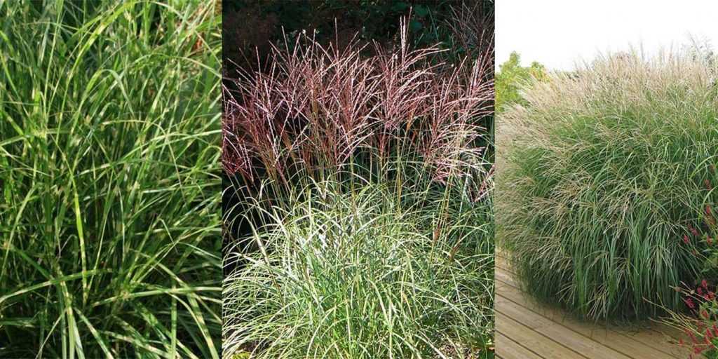 Miscanthus, herbe à éléphant : planter, cultiver et entretenir