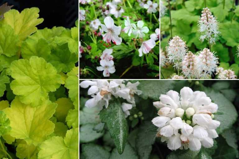 Lamier : planter, cultiver, entretenir - Promesse de Fleurs