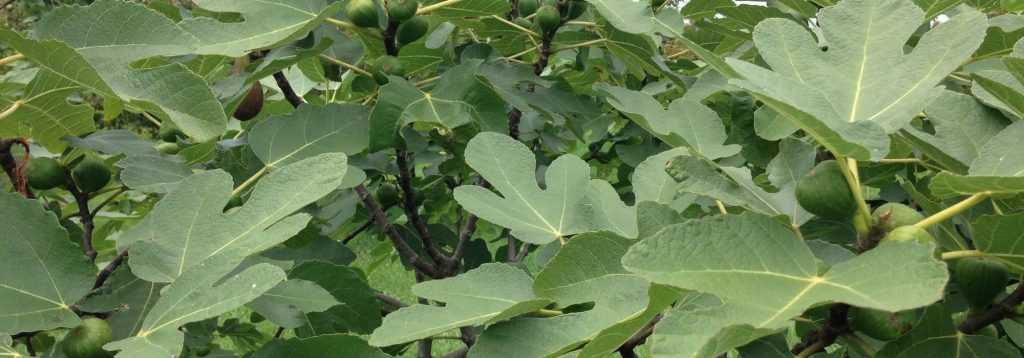 Bouturer un figuier, quand et comment - Tutoriel illustré - Promesse de ...