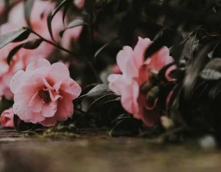 Camélia en pot : choisir, planter et cultiver - Promesse de Fleurs