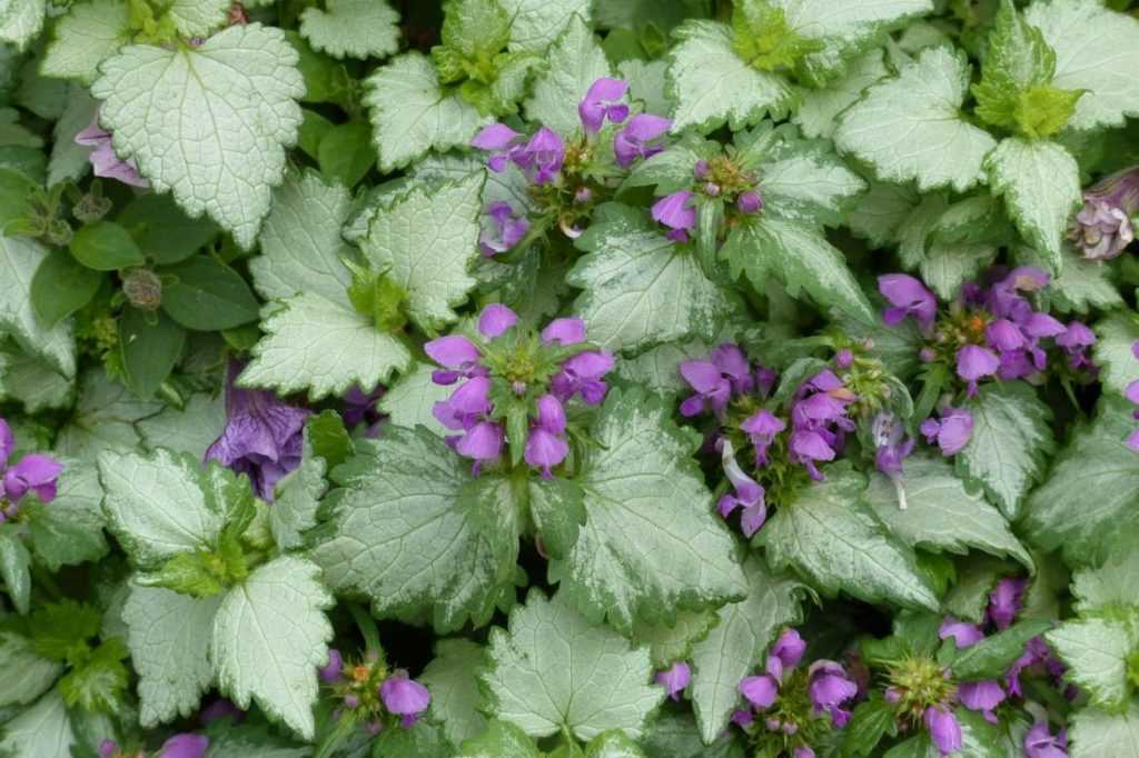 Lamier : planter, cultiver, entretenir - Promesse de Fleurs