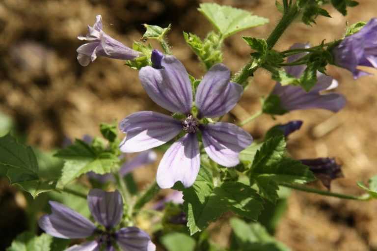 Mauve, malva : semis, plantation, culture - Promesse de Fleurs