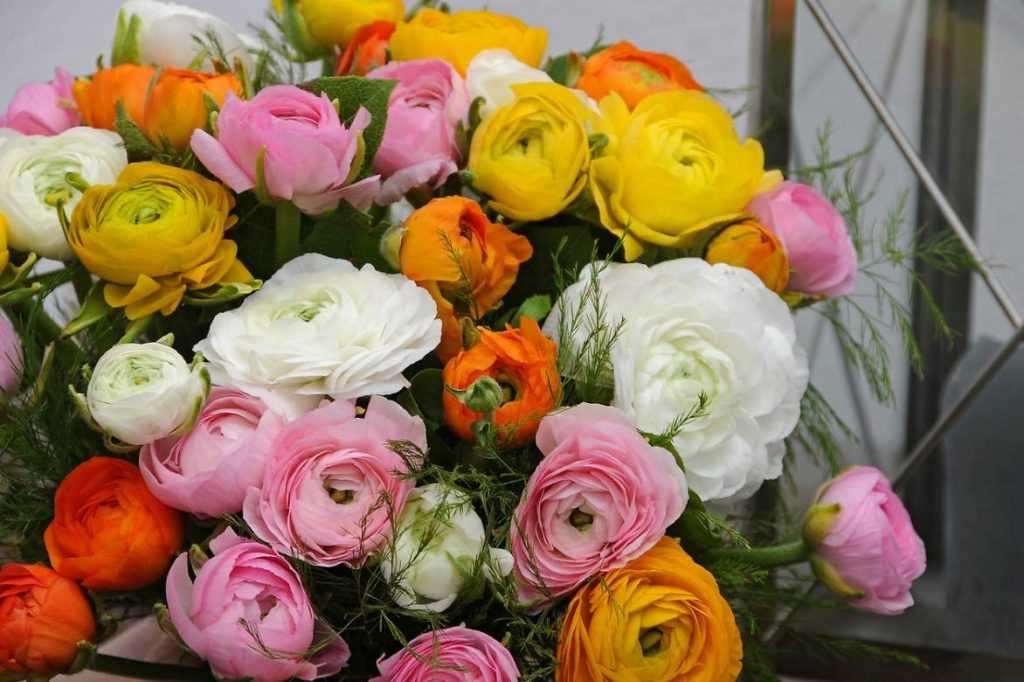 Les renoncules des fleuristes : plantation, culture, entretien et ...