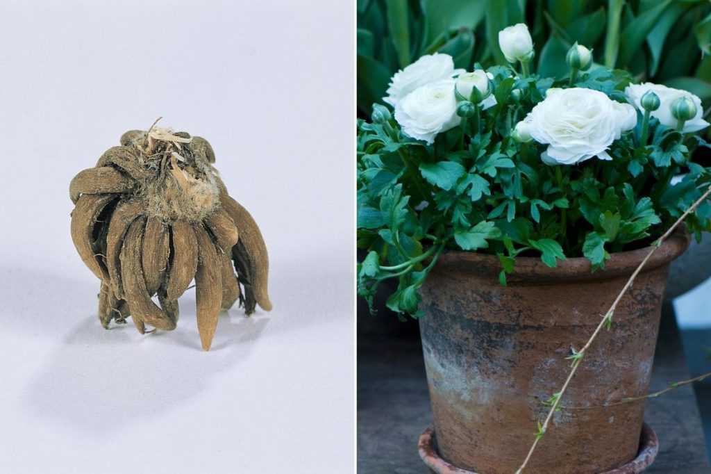 Les renoncules des fleuristes : plantation, culture, entretien et ...