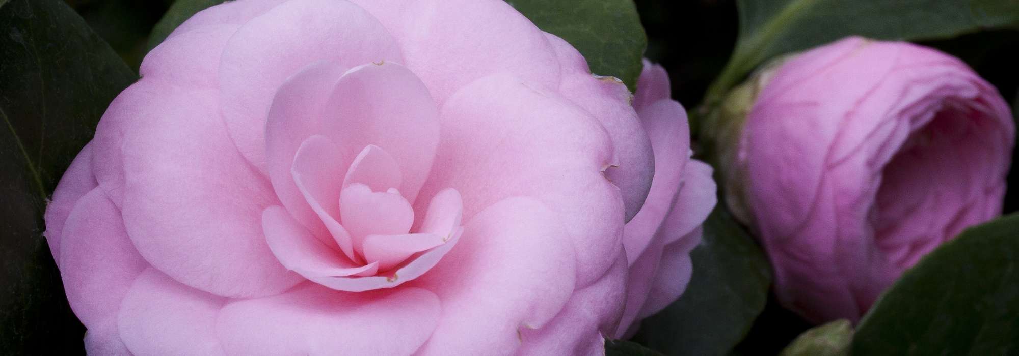 Camelia du Japon : 6 variétés qu'il faut avoir dans son jardin