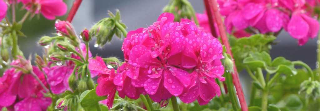 Géranium-lierre Amelit - Pelargonium peltatum.