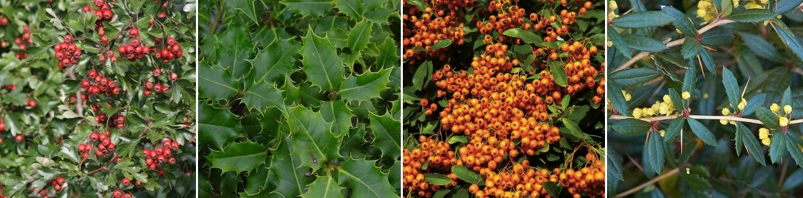 Aubépine, crataegus : plantation, taille, entretien - Promesse de Fleurs