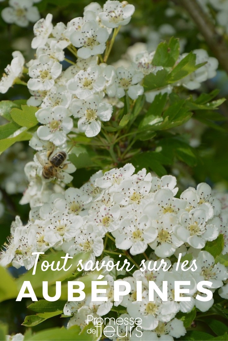 Aubépine, crataegus : plantation, taille, entretien - Promesse de Fleurs