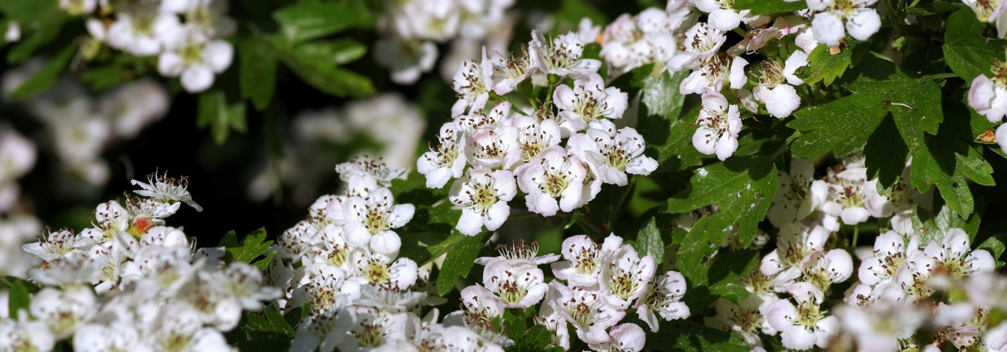 Aubépine, crataegus : plantation, taille, entretien - Promesse de Fleurs