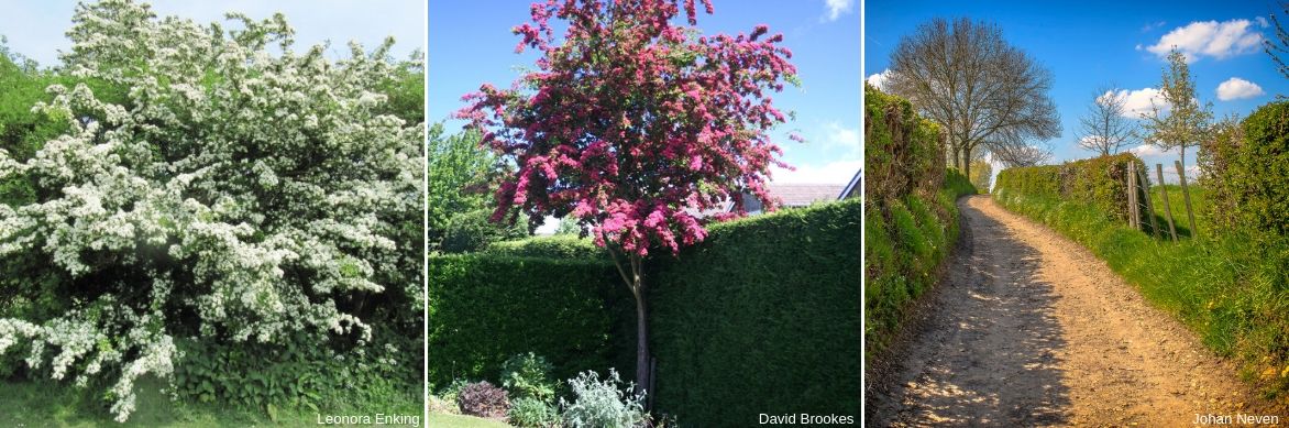 Aubépine, crataegus : plantation, taille, entretien - Promesse de Fleurs