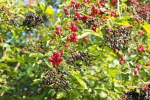 Aubépine, crataegus : plantation, taille, entretien - Promesse de Fleurs