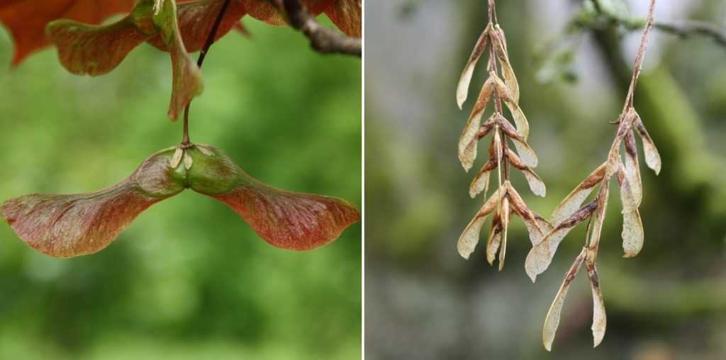 Erables : planter, tailler et entretenir - Promesse de Fleurs