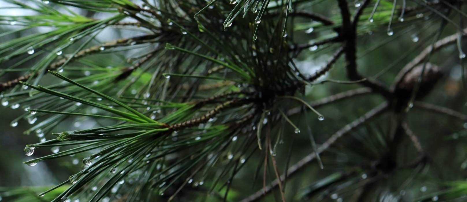 Pin, pinus : planter, tailler et entretenir - Promesse de Fleurs