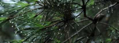 Pinus pinea - Pin parasol, un conifère méditerranéen très ornemental