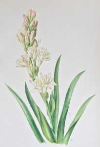Tubéreuses, polianthes : plantation, culture, entretien