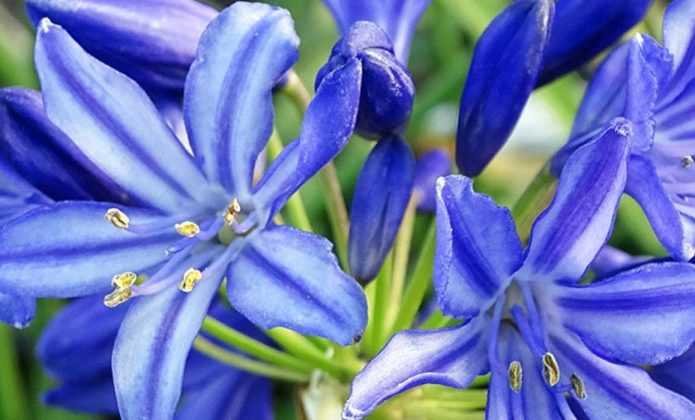 Semer des agapanthes - Promesse de Fleurs