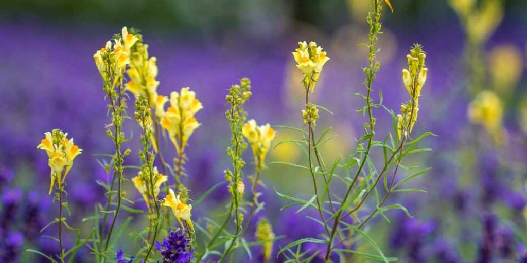 Linaire, Linaria : planter, cultiver et entretenir - Conseils