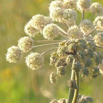 Angelique - Angelica archangelica - Une grande plante à fleurs jaune vert