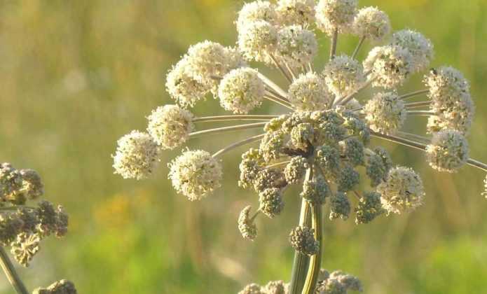 Angelique - Angelica archangelica - Une grande plante à fleurs jaune vert