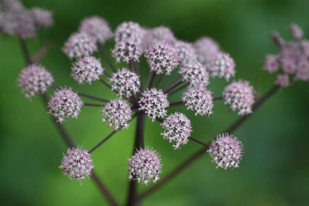 Angélique : semis, plantation et entretien - Promesse de Fleurs