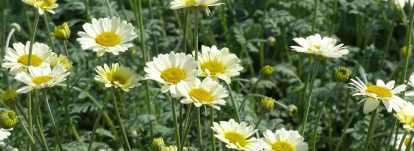 Anthemis carpatica Karpatenschnee - Camomille des monts Carpates ...