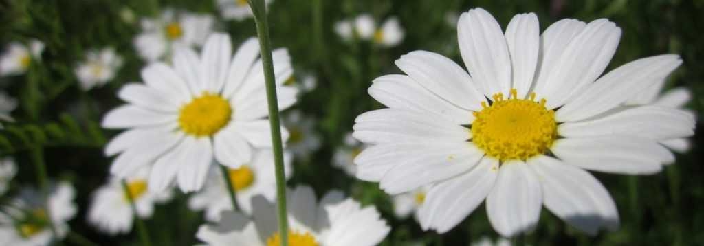 Anthemis : planter, entretenir - Promesse de Fleurs