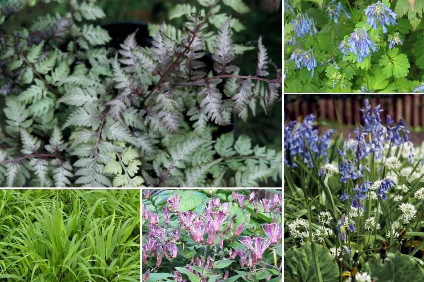 10 plantes vivaces d'ombre pour composer un massif - Promesse de Fleurs