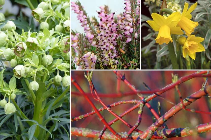 10 plantes vivaces d'ombre pour composer un massif - Promesse de Fleurs