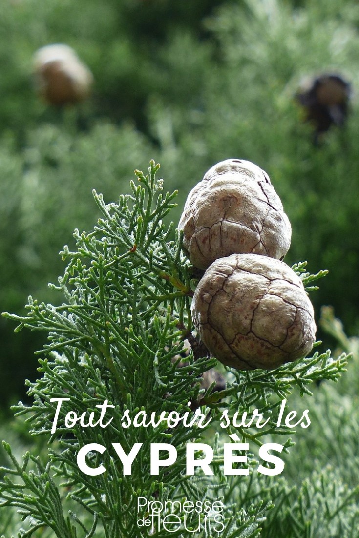 Cyprès, Cupressus : planter, tailler et entretenir - Blog Promesse de ...
